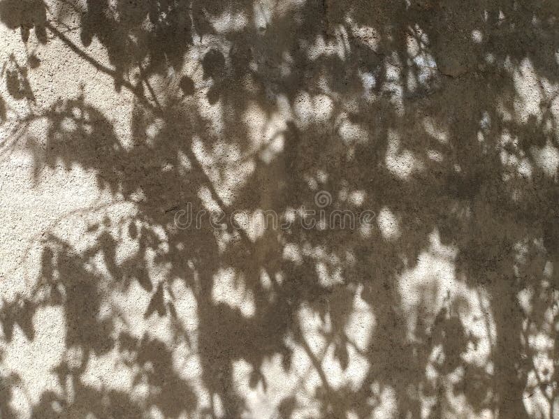 Shadow Game on the Wall in Spring, Tree, Shadow, Building Stock Photo ...