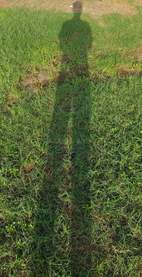 Shadow on the garden stock image. Image of greenery - 153199629