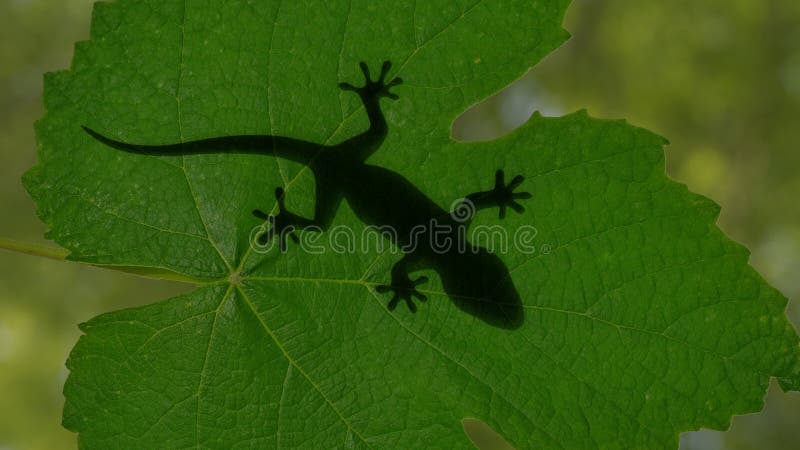 Shadow of a Gecko Lizard Crawling on Green Leaves 3d Illustration Stock ...