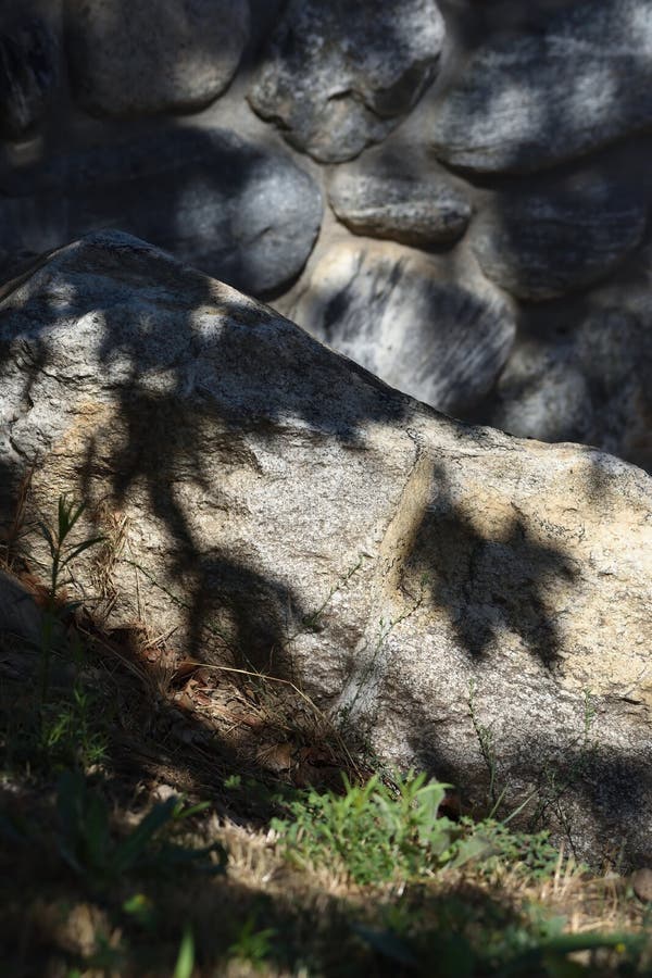 Shadow ghosts stock photo. Image of silhouettes, tree - 253916242