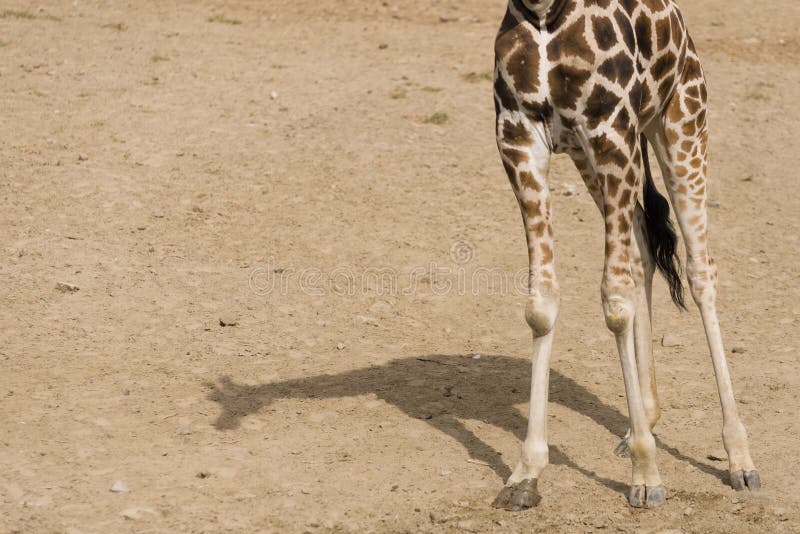 Giraffe shadow stock image. Image of african, africa - 25504087
