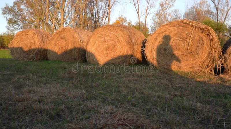 Shadow on the hay stock footage. Video of meadow, green - 206324326