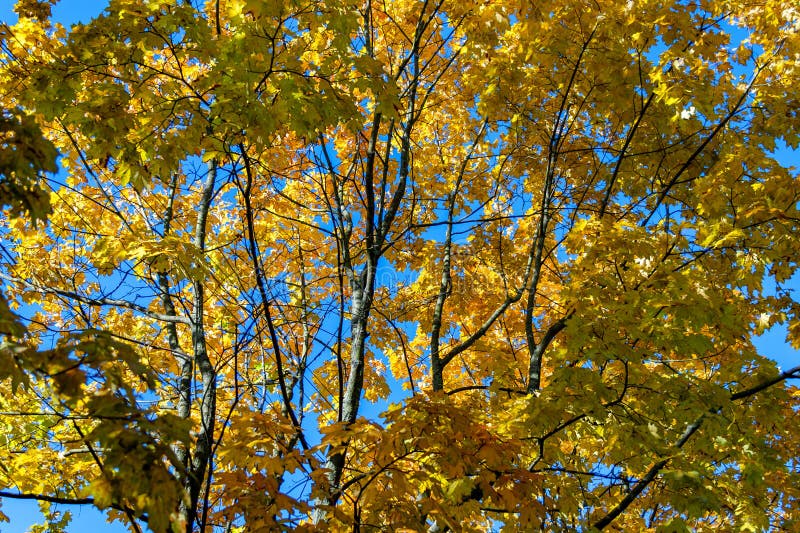 The Shadow of a Golden Autumn Maple Against a Sunny Blue Sky Stock ...