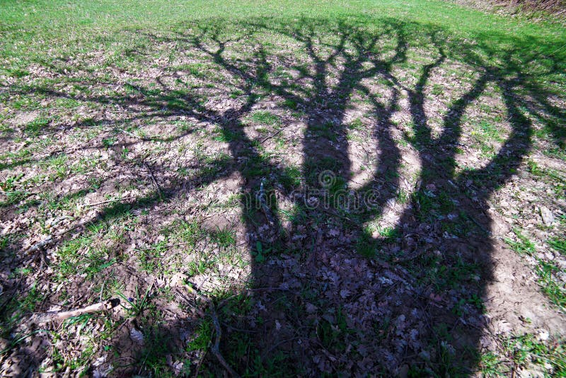 Shadow on the Grass from an Old Oak Tree Stock Photo - Image of unusual ...