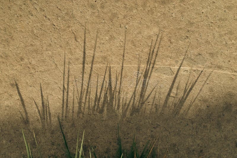 Shadow from Grass on a Rough Concrete Path. Shadow Poster, Nature Scene ...
