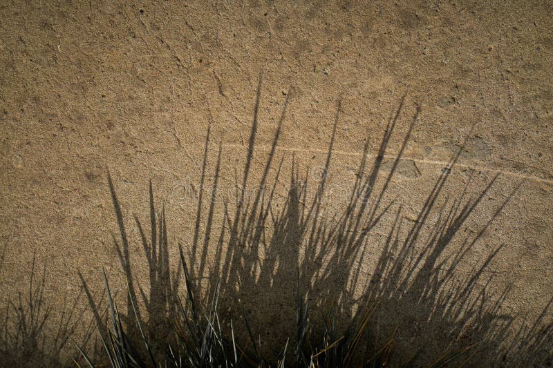 Shadow from Grass on a Rough Concrete Path. Shadow Poster, Nature Scene ...