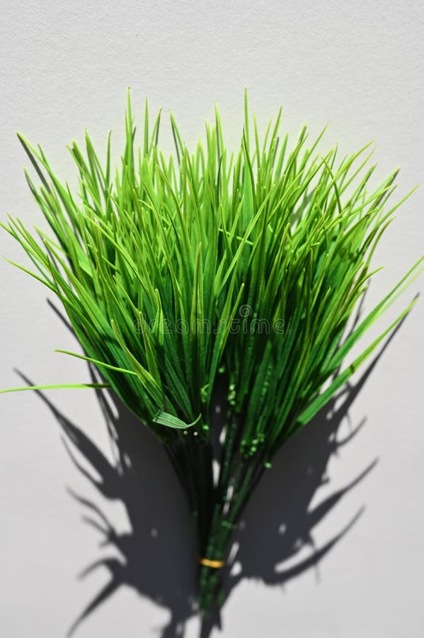 The Shadow of Green Grass. Top View of a Long Shadow Falling from Grass ...