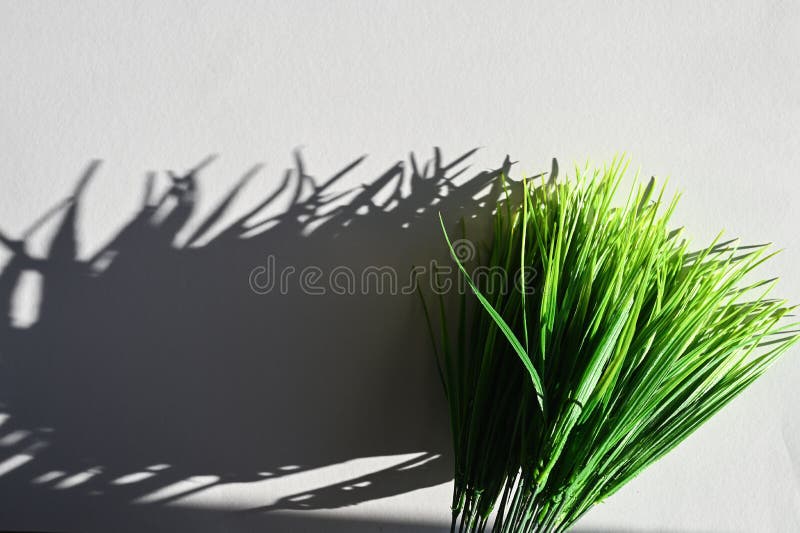 The Shadow of Green Grass. Top View of a Long Shadow Falling from Grass ...