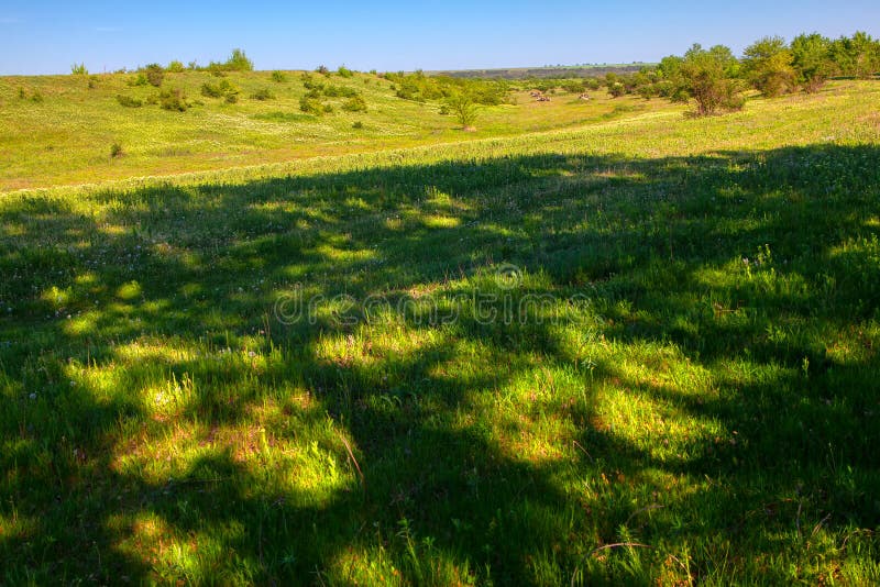 Shadow on the green meadow stock photo. Image of lonely - 178544312