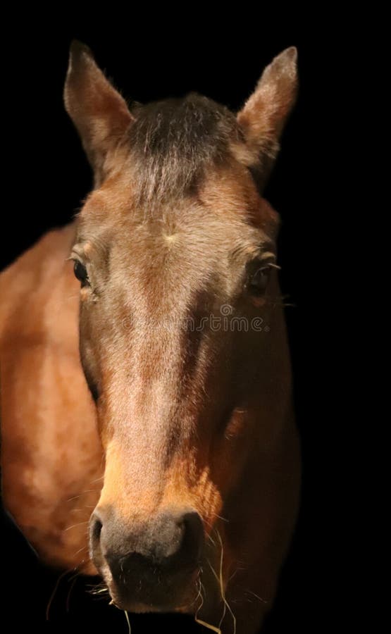 Shadow Horse with Elegant Light Stock Image - Image of brown, head ...