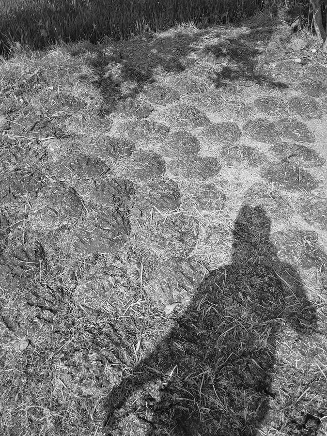 A Shadow of Human in Sun Ray Good Look Stock Image - Image of good ...