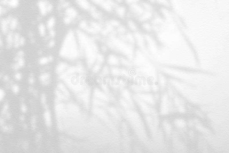 Shadow of Japanese Bamboo Tree and Spotlight on the White Concrete Wall ...