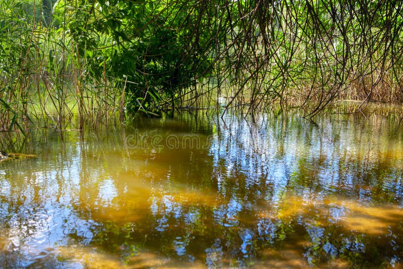 Shadow at the lake water stock photo. Image of green - 184477620