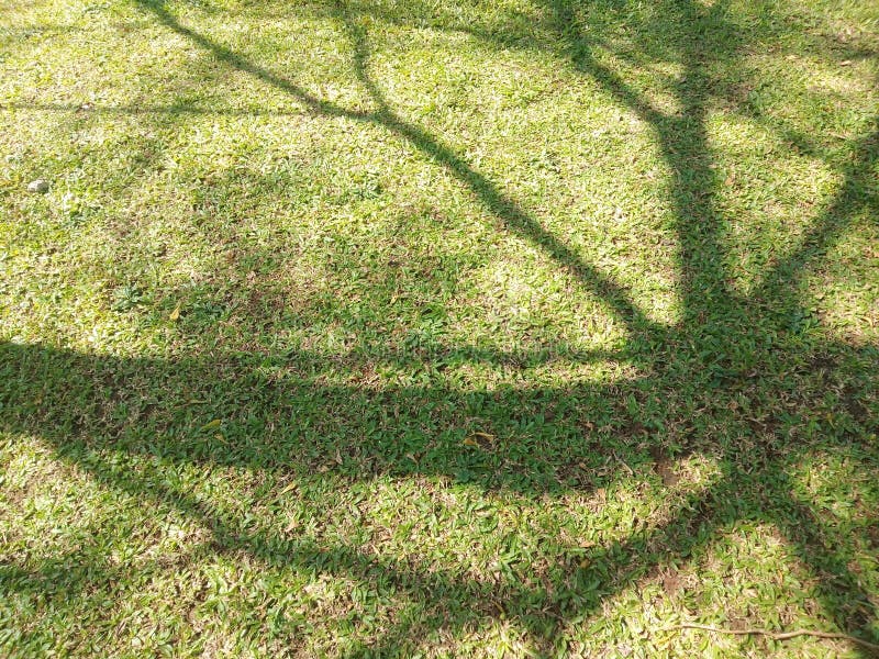 Shadow of a Large Tree in a City Park Area Stock Image - Image of ...