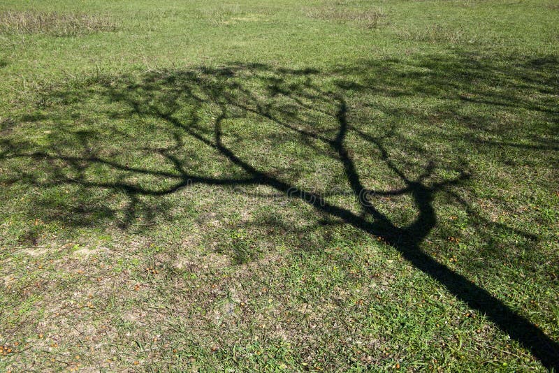 Tree Shadow on Green Grass in Spring Stock Photo - Image of background ...
