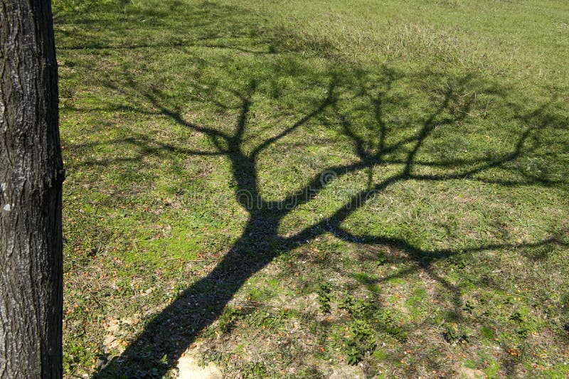 Tree Shadow on Green Grass in Spring Stock Photo - Image of growth ...