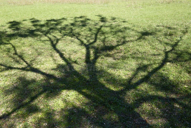 Tree Shadow on Green Grass in Spring Stock Image - Image of grass, park ...