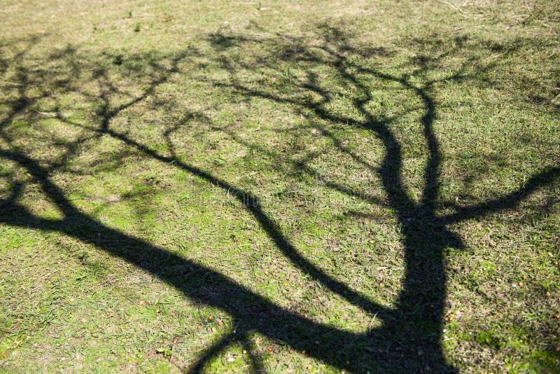 Tree Shadow on Green Grass in Spring Stock Photo - Image of plant, lawn ...