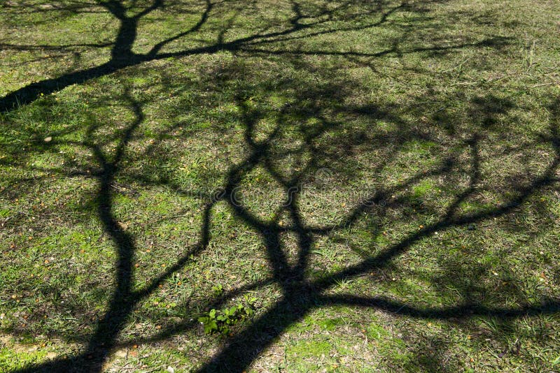 Tree Shadow on Green Grass in Spring Stock Photo - Image of expansion ...