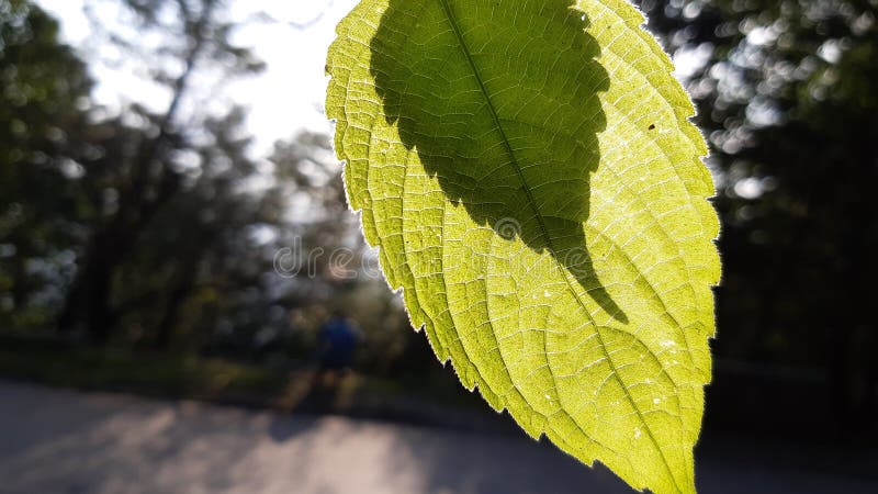 Shadow of a Leaf on Another Leaf Stock Image - Image of green ...