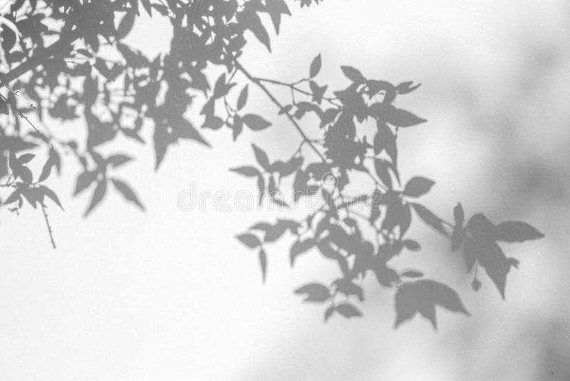 Shadow Leaf Background,Abstract Light Overlay Plant Wall Floor Cement ...