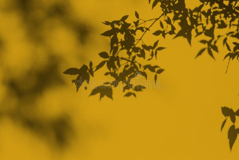 The Shadow Leaf of Tree on Yellow Wall Background Stock Image - Image ...