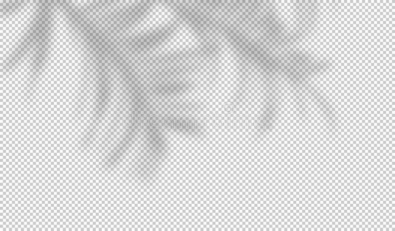 Shadow of Leaf from Window. Shadows Palm Leave Isolated on Transparent ...