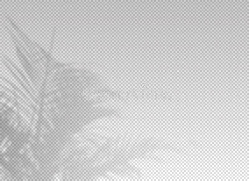 Shadow of Leaf from Window. Shadows Palm Leaves Isolated on Transparent ...