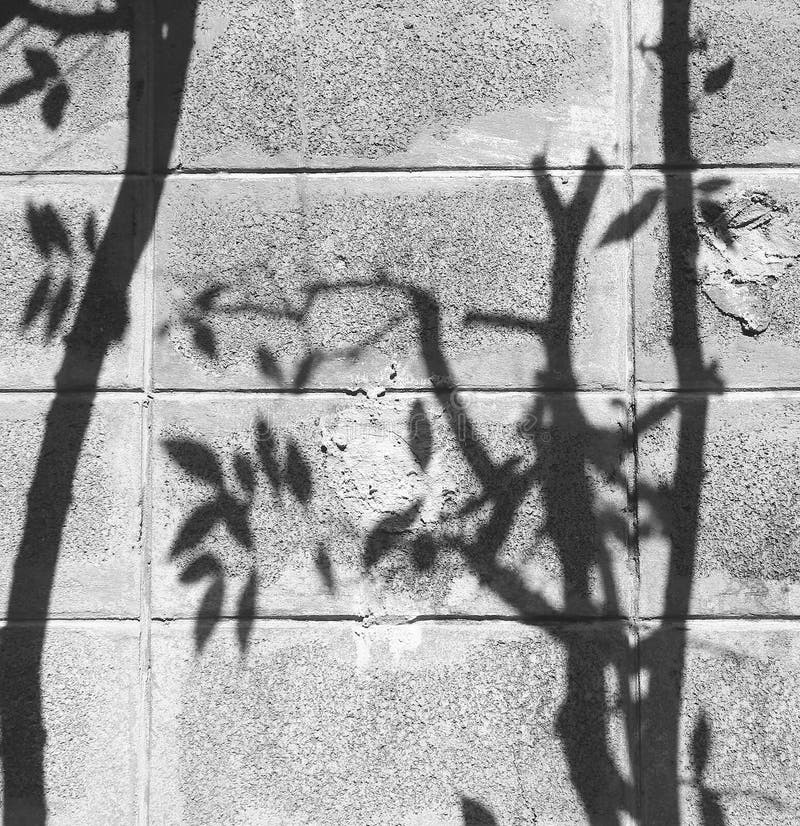 Shadow of the Leaves on Cement Wall Stock Photo - Image of plaster ...