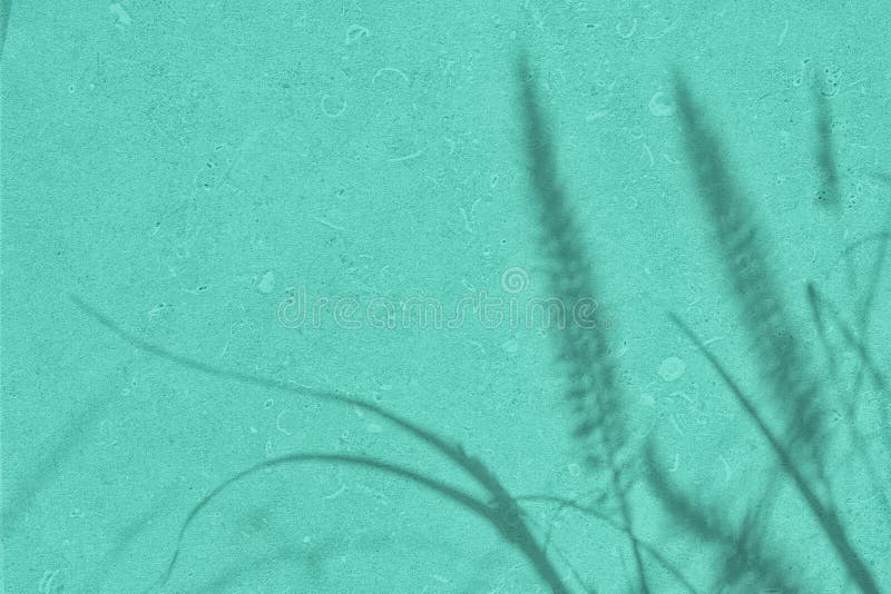 Shadow of Leaves on Mint Green Concrete Wall Texture Background Stock ...