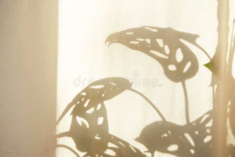 Shadow of Leaves of Monstera Monkey Mask.Soft Golden Sunlight ...