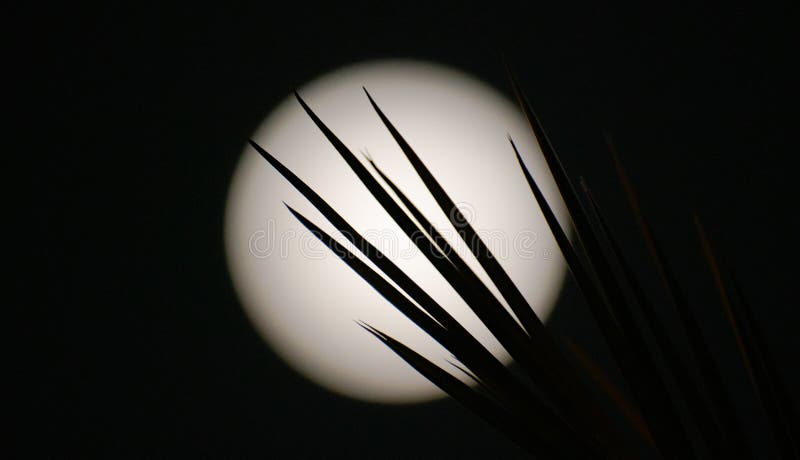 Shadow of Leaves Over the Moon Light. Selective Focus Stock Photo ...