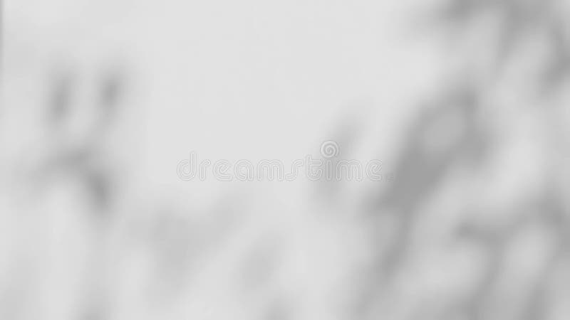 Shadow of Leaves Overlay on the Wall. Sunlight Effect on Surface ...