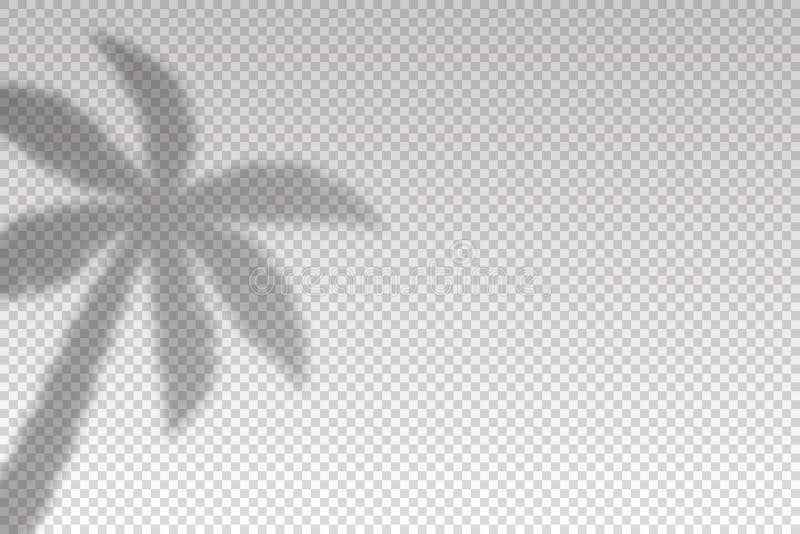 Shadow Leaves. Shade Wall. Tropical Plants Leafs Reflection Overlay ...