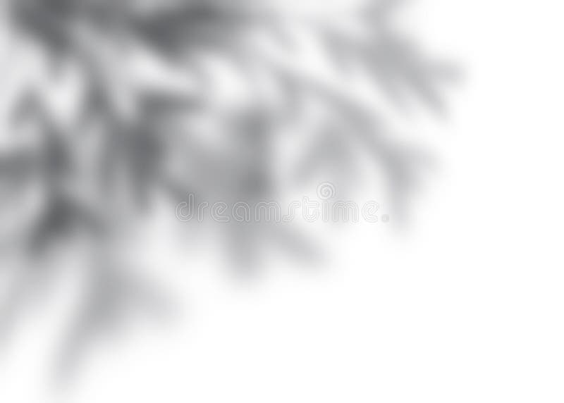 8 4 23-shadow Leaves 3Silhouette Leaves Shadow on White Background ...