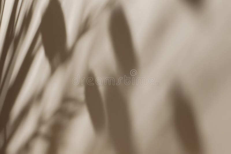 Shadow of Leaves on Solid Beige Wall Texture Background Stock Photo ...