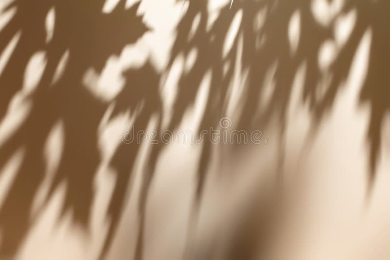 Shadow of Leaves on Solid Beige Wall Texture Background Stock Photo ...