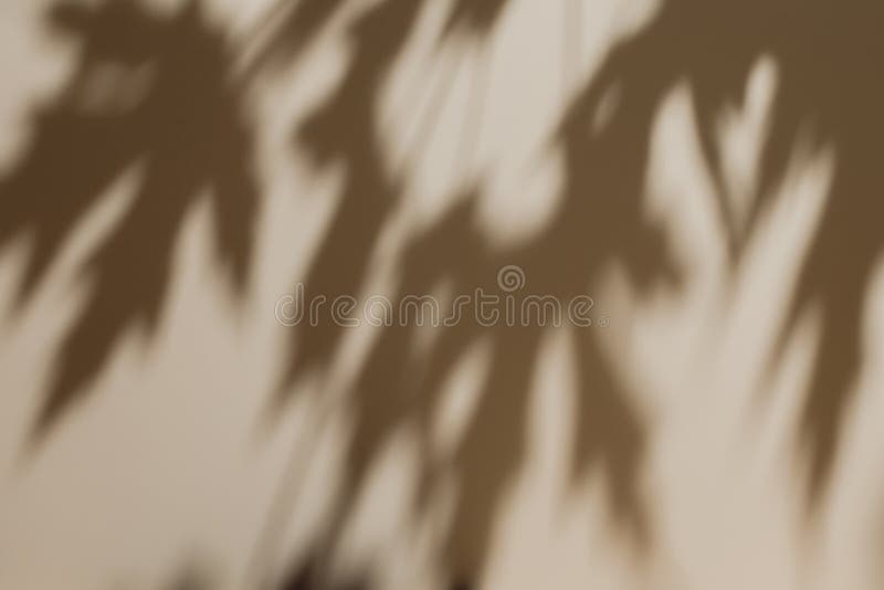 Shadow of Leaves on Solid Beige Wall Texture Background Stock Image ...