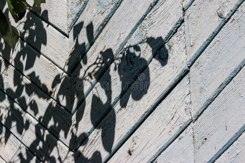 The Shadow of the Leaves on the Wall of a Wooden House Stock Photo ...