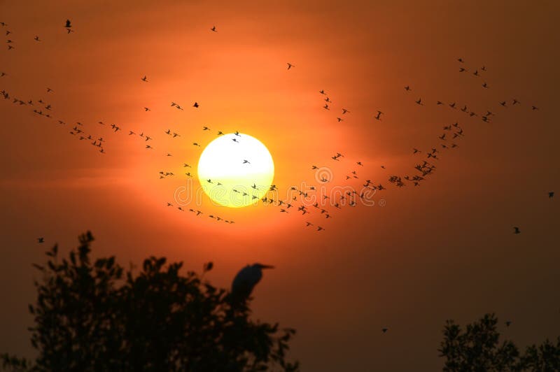 Shadow of an Lesser Whistling Duck Flying Stock Image - Image of beauty ...