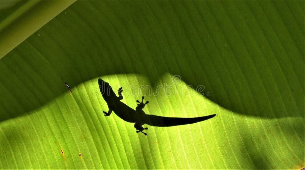 The Shadow and Light of the Lizard Stock Photo - Image of lizard ...
