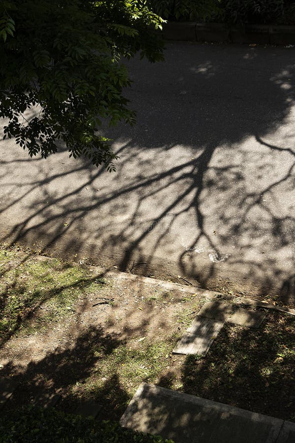 Shadow and Light of Trees on the Cement Stock Image - Image of tree ...