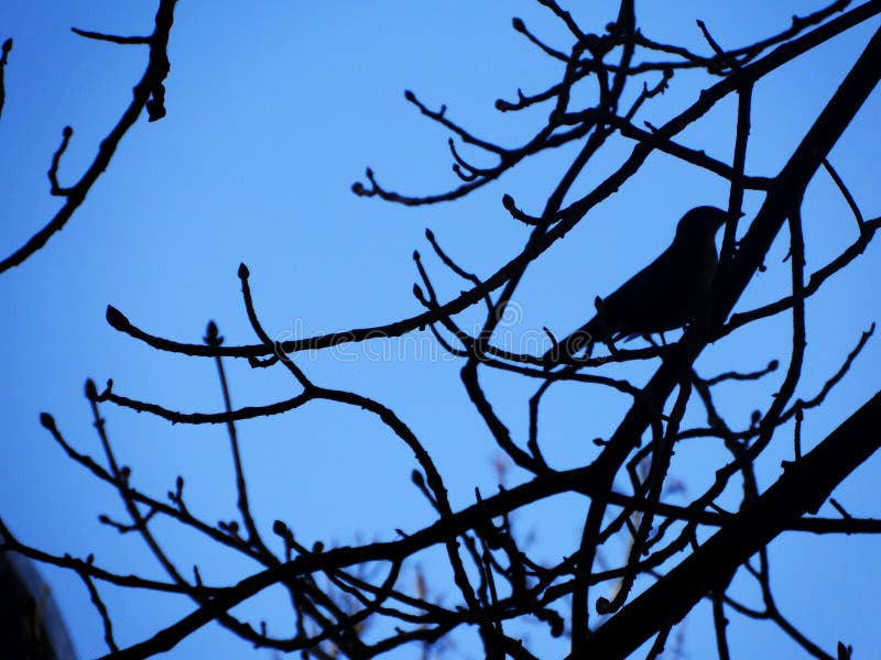 Shadow of bird stock photo. Image of bird, back, drop - 30948652