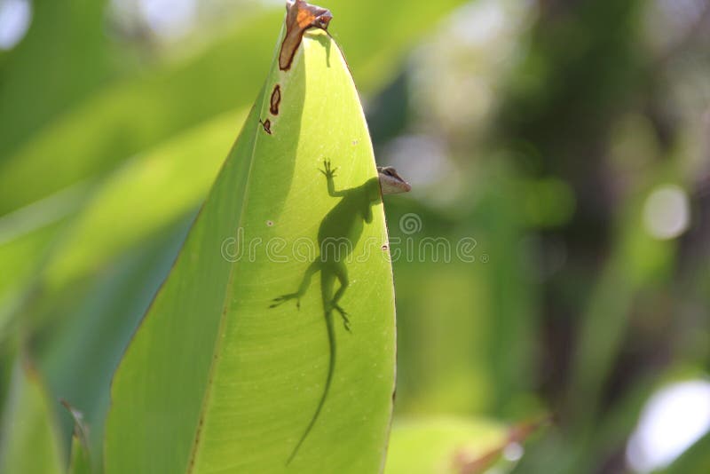 Shadow of a Lizard stock image. Image of north, canon - 73748691
