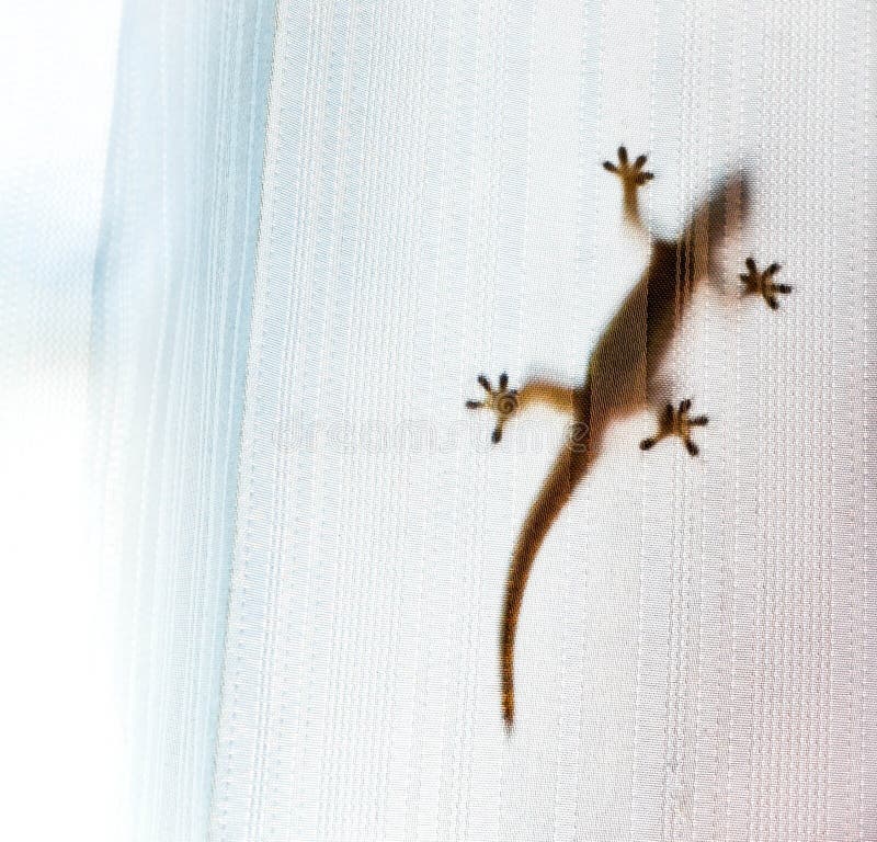 A Shadow of Lizard on a Green Leaf Stock Image - Image of body, droplet ...