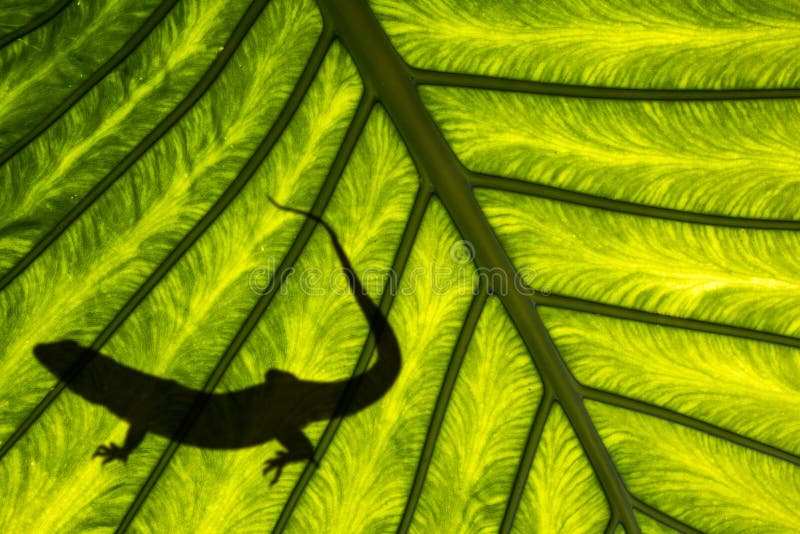 A Shadow of Lizard on a Green Leaf Stock Image - Image of body, droplet ...