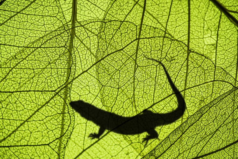 A Shadow of Lizard on a Green Leaf Stock Photo - Image of bright, close ...