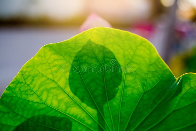 Shadow of Lotus Flower on Green Leaves with Sunshine. Stock Photo ...