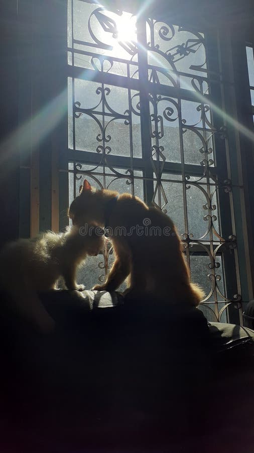 Shadow of love stock photo. Image of glass, animal, painting - 226507288