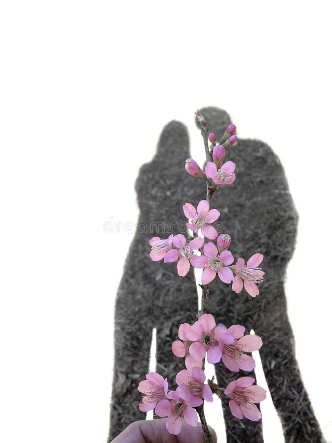 Shadow of Loving Couple Behind Pink Flowers. Stock Photo - Image of ...